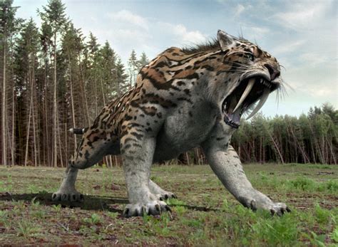 Smilodon Facts Habitat Diet Fossils Pictures