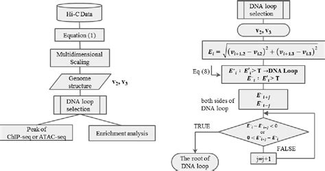 Figure 1 From Multidimensional Scaling Methods Can Reconstruct Genomic Dna Loops Using Hi C Data
