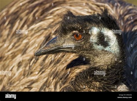 Adult Emu Hi Res Stock Photography And Images Alamy