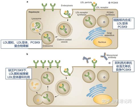 如何记住所有fda批准生物药？ Pcsk9 Sirna药物 英克司兰钠注射液 小干扰rna长效降胆固醇 知乎