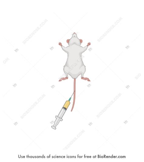 Free Mouse Supine Tail Vein Injection Icons Symbols And Images Biorender