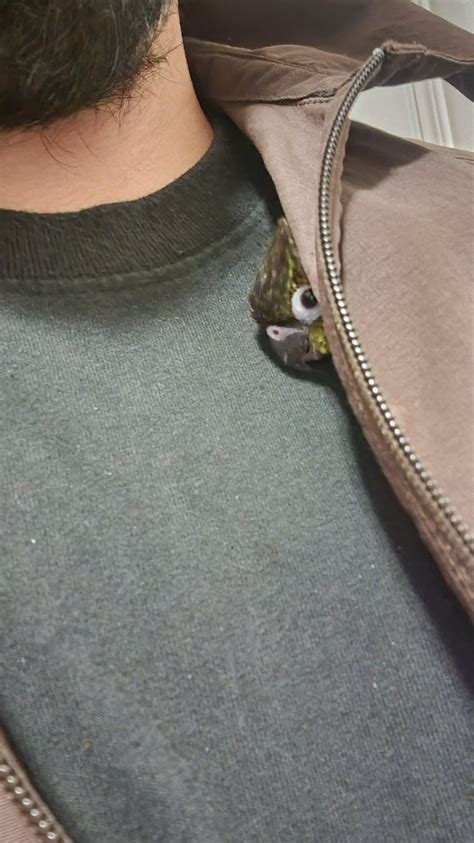 Life With A Gcc R Conures