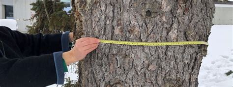 Photosynthesis Calculating Biomass And Carbon Storage In Trees Earth Home Climate Change