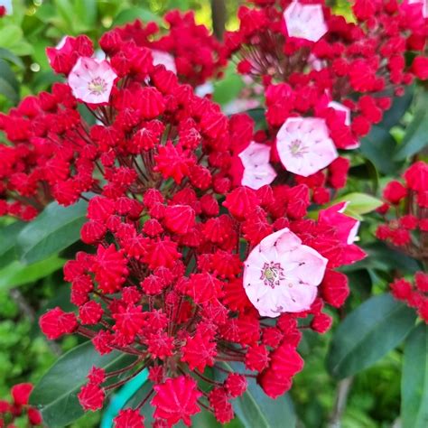 Firecracker In Vitro Kusibab