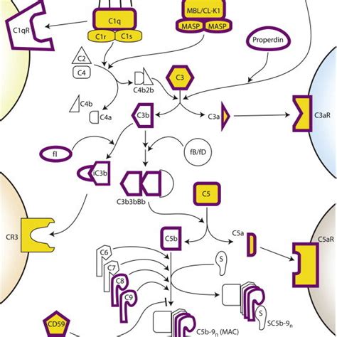 The Complement Pathway In Development Simplified Representation Of The Download Scientific