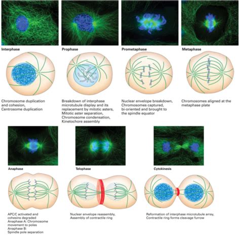 Cell Cycle Ii An Integrated Discussion Of G2 And Mitosis Flashcards Quizlet