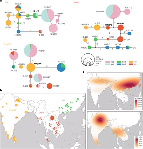 Inference Of Origins Of Domestication Alleles Based On Haplotype Download Scientific Diagram