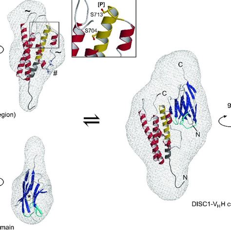 Ab Initio Saxs Reconstructions And Molecular Models For The Disc1 Download Scientific Diagram