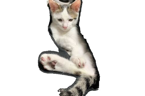 Github Jiachen0212segmodelforcat Model For Seg My Cat Lihua Cat