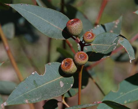 Eucalyptus Marginata Ssp Thalassica Hartfield Park Perth Flickr