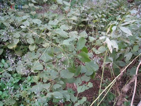 德钦大叶香茶菜图册 360百科