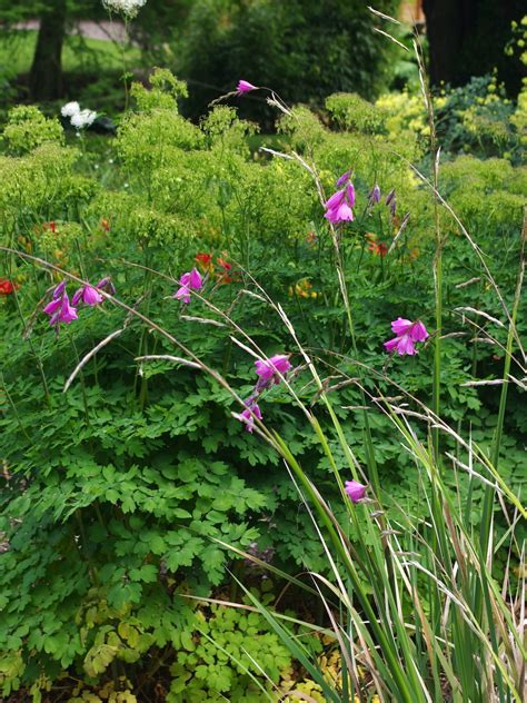Dierama Pulcherrimum Beth Chattos Plants And Gardens