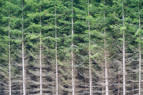밀도가 심은 말 쑥 한 나무와 숲 배경입니다 Picea는 보상 한다 0명에 대한 스톡 사진 및 기타 이미지 0명 가문비나무 나무 Istock