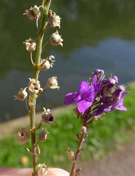 Toadflax Purple Purple Toadflax Wild Flower Finder