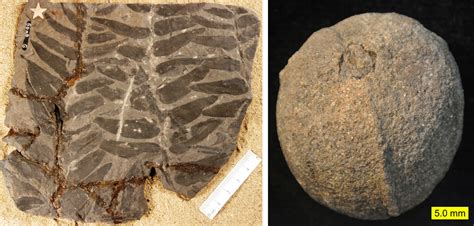 Carboniferous Fossils Geology And Natural History Malvern Museum Of
