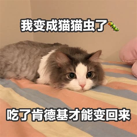 抖音疯狂星期四表情包有哪些 肯德基疯狂星期四表情包大全 快淘下载