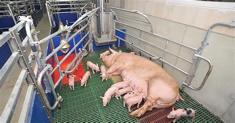 Finnish Sow Farms Test Out New Freedom Farrowing Pens