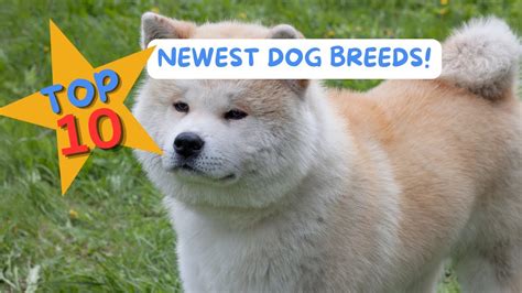 Meet The Top 10 Newest Dog Breeds Of 2024 🐕 Akc And Fci Recognitions