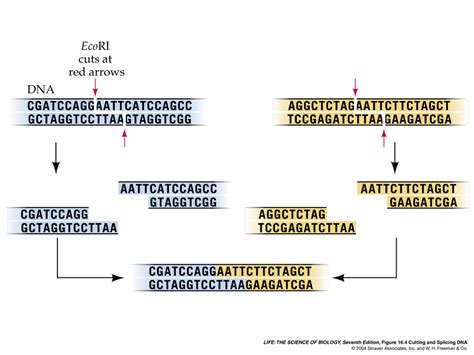 Restriction Enzymes Sticky Ends
