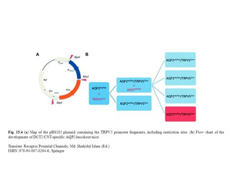 Fig Genomic Organization Of The Trpv5 Gene And Constructs A The Trpv5 Promoter Orange Box