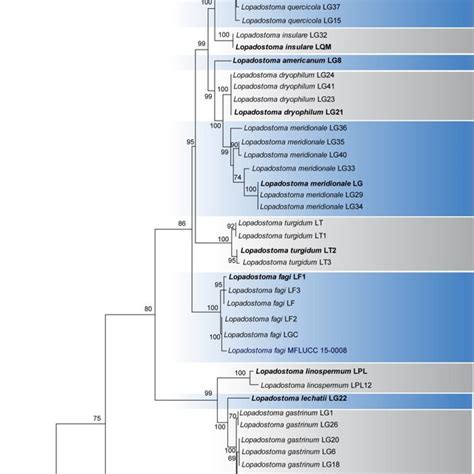 phylogram inferred from maximum likelihood analysis using combined
