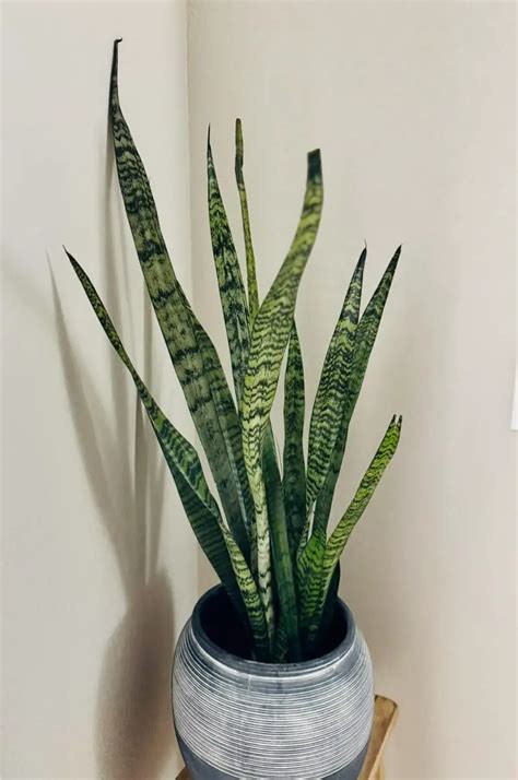 25 Snake Plant Varieties Identification And Care Tips Citycacti