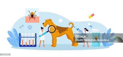 개 진드기 시즌 라임 및 뇌염 질환 예방 뇌염 진드기 제거 수의사는 진드기를 제거합니다 기생충 운반 질병 진드기에 의해 전염되는