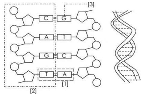 Dna分子平面结构图简图 双链dna分子示意图 伤感说说吧