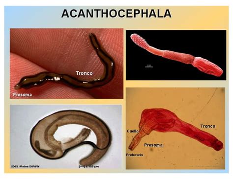Acanthocephala Diversity Pdf
