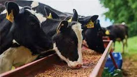 Nigerian Women Urged To Be More Active In Livestock Farming