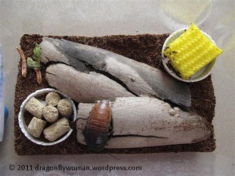 Insect Investigations Aquatic Insects As Indicators Of Water Quality