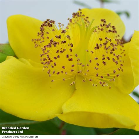 Hypericum X Moserianum Dobies