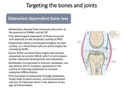 The Immunopathogenesis Of Seropositive Rheumatoid Arthritis Pptx