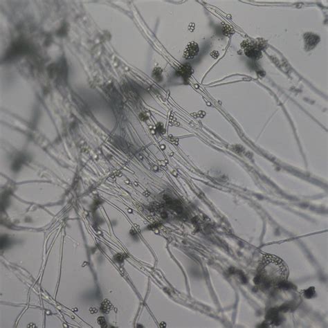 Pdf Effect Of Bacteria Bacillus Pseudofirmus And Fungus Trichoderma Reesei On Self Healing