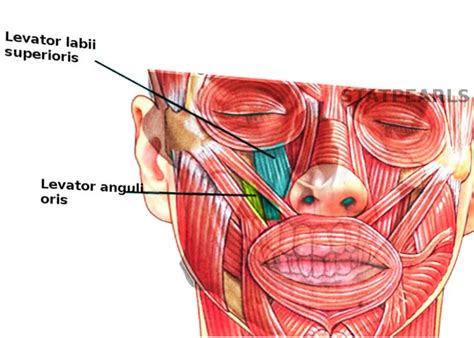 [figure Levator Labii Superioris And Levator ] Statpearls Ncbi