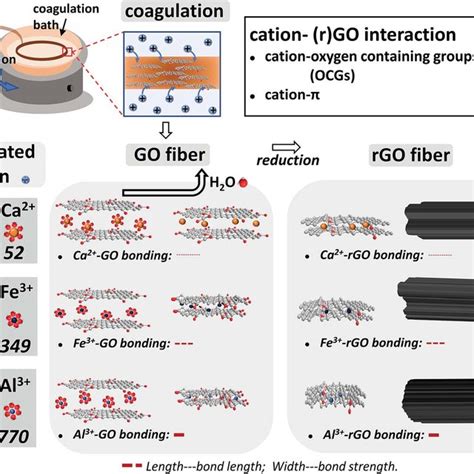 Schematic Illustration Of The Formation Of Rgo Fibers From Divalent And Download Scientific