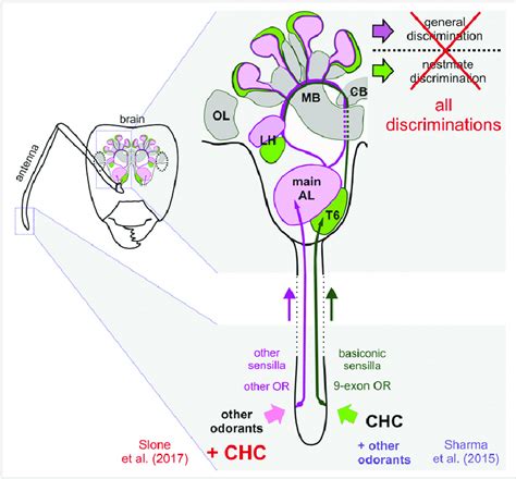 Olfactory Information Is Treated By Two Subsystems Signals From Download Scientific Diagram