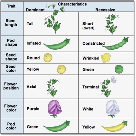 Lesson 5 Inheritance And Mendelian Genetics Flashcards Quizlet