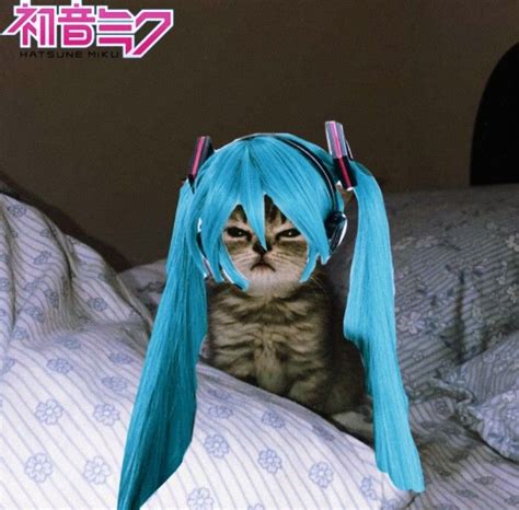 Cat With A Miku Wig Hatsune Miku Doll Miku Hatsune Chibi Miku
