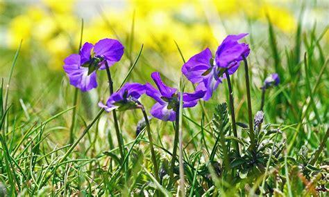 Umirujuće Djelovanje Ljubičice