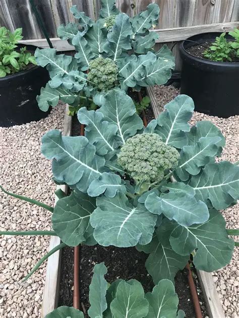 Broccoli Growing Season Uk At Dennis Fleming Blog
