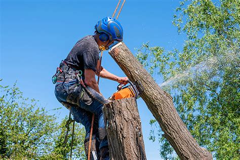 Tree Removal El Gabilan Tree Service