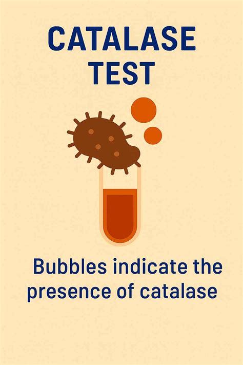 Catalase Test Principle Procedure Types Results Uses