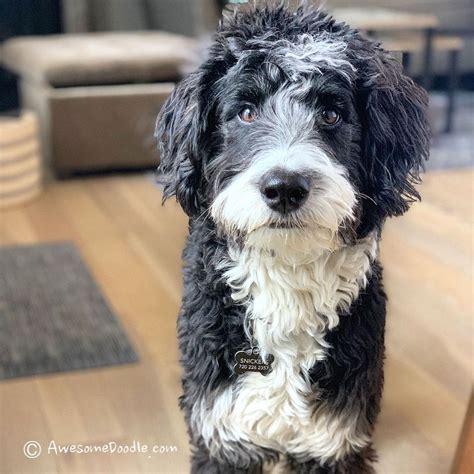 Aussiedoodle Size Full Grown How Big Do Aussiedoodles Get Toy Mini