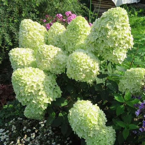 Купити Гортензія мітловидна Selection по ціні 1500 грн в Києві Profisad