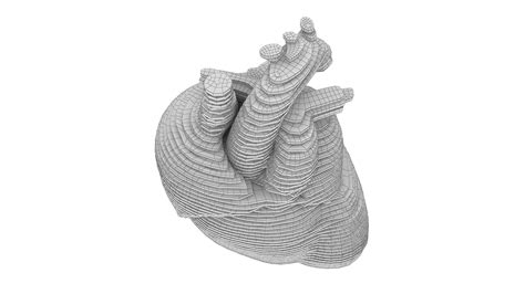 3d Parametric Human Heart Models Turbosquid 2086807