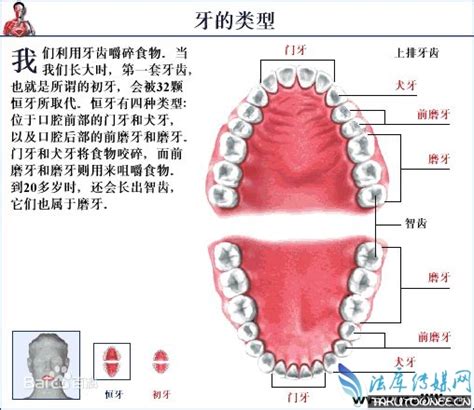 一般正常而言成年人大概有多少颗牙征途答题 法库传媒网