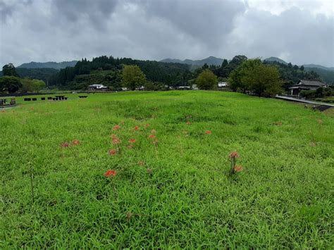 彼岸花が咲き始めました 国宝臼杵石仏
