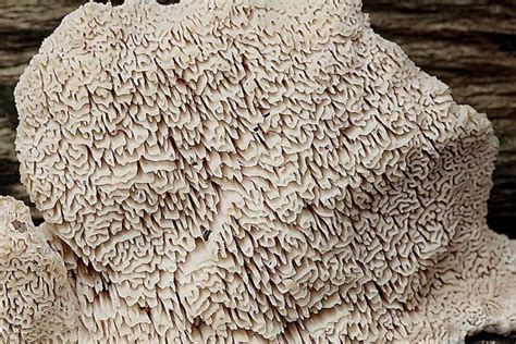 Labyrint Skumporesvamp Spongipellis Delectans Naturbasen