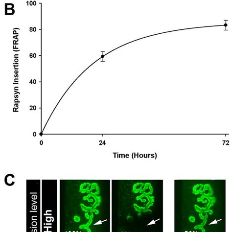 Rapsyn And Achr Dynamics At The Nmj Download Scientific Diagram